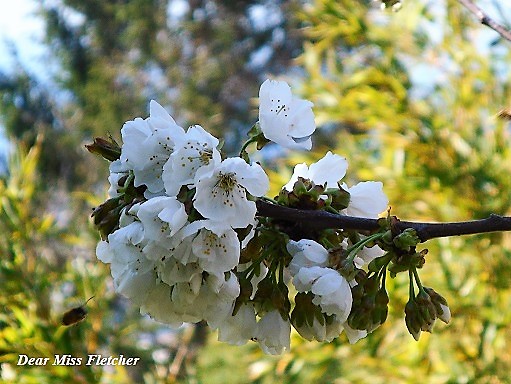 Rifiorire – Dear Miss Fletcher